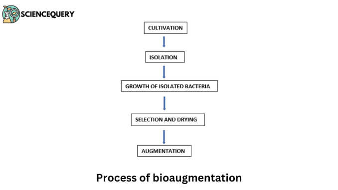 What is bioaugmentation? - Science Query