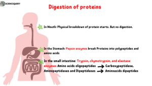 Protein Digestion: How Does it Occur and process - Science Query