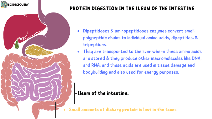 Protein Digestion: How Does it Occur and process - ScienceQuery