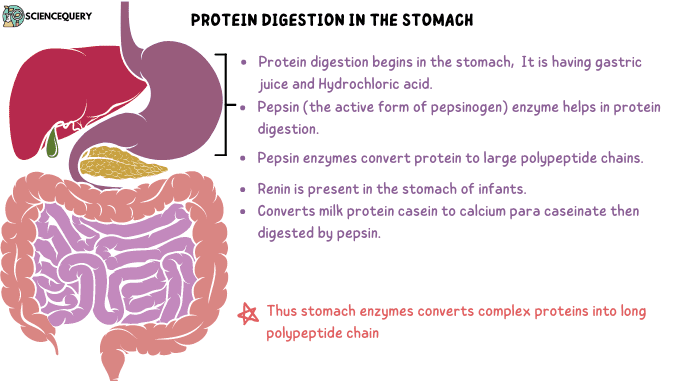 Protein Digestion: How Does it Occur and process - Science Query