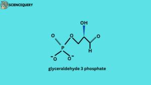 What is G3P or Glyceraldehyde-3-phosphate? - Science Query