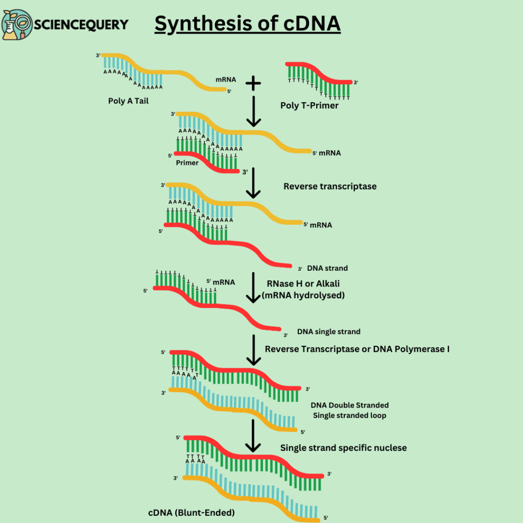 Synthesis of cDNA and cDNA library - ScienceQuery