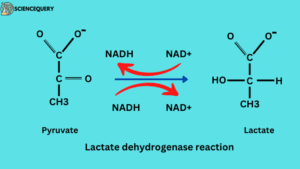 What is lactate dehydrogenase reaction? - ScienceQuery