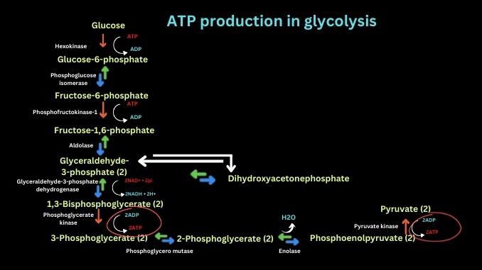 ATP production in glycolysis - Science Query