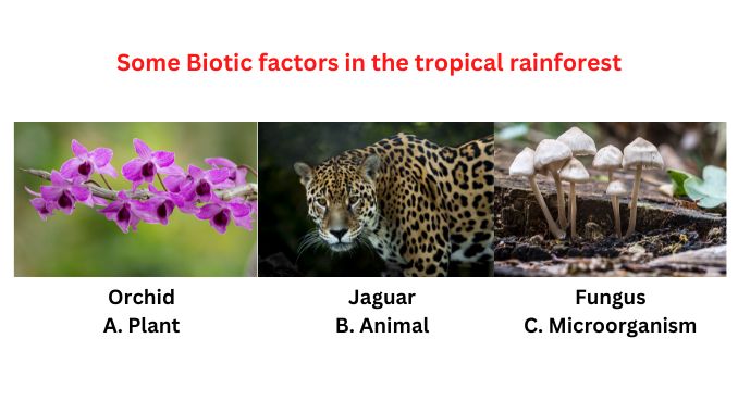 Biotic factors in the tropical rainforest - ScienceQuery