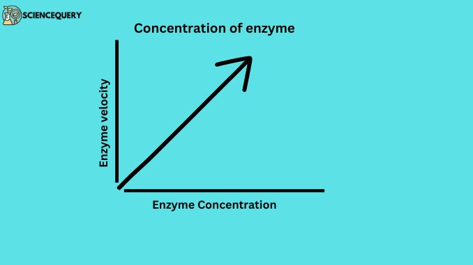 Enzyme activity: Definition, types and factors - ScienceQuery