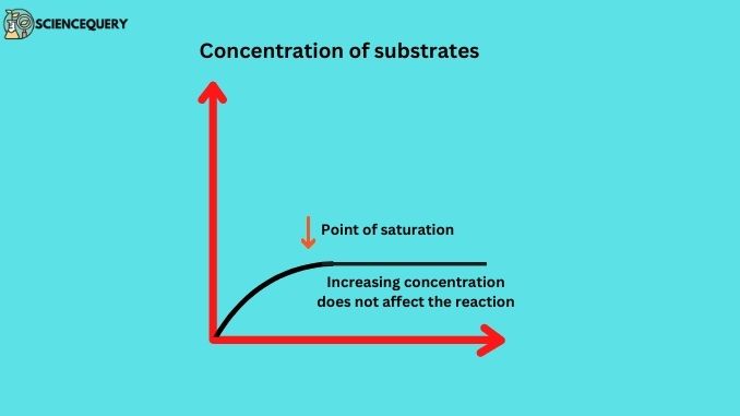 Enzyme activity: Definition, types and factors - ScienceQuery