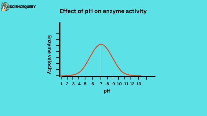 Enzyme activity: Definition, types and factors - Science Query