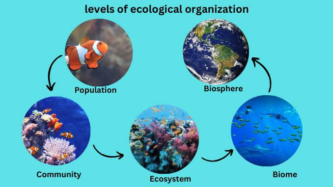 What are the levels of ecological organization? - ScienceQuery