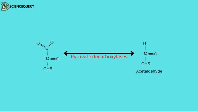 Enzyme activity: Definition, types and factors - Science Query