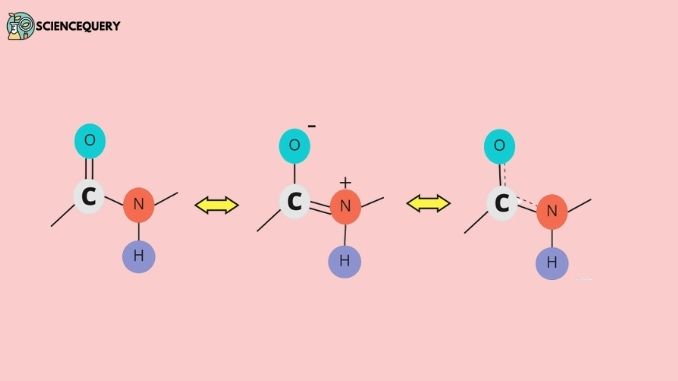 Peptide bond formation - ScienceQuery