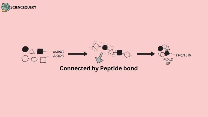 Peptide bond formation - ScienceQuery