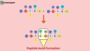 Peptide bond formation - ScienceQuery