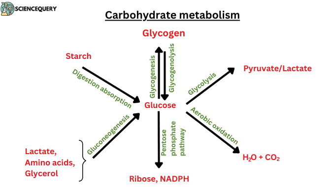 Define carbohydrate metabolism - Science Query