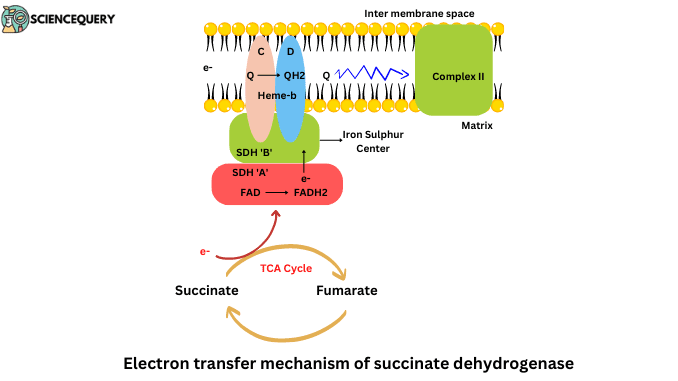 Succinate dehydrogenase - ScienceQuery