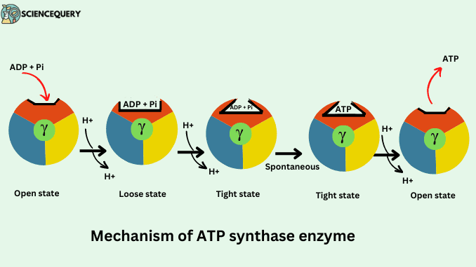 ATP synthase: World’s smallest molecular motor - ScienceQuery