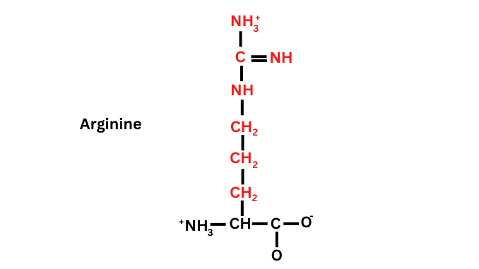Basic amino acids: Structure and properties - ScienceQuery