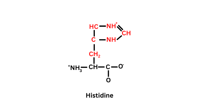 Basic Amino Acids Structure And Properties Sciencequery