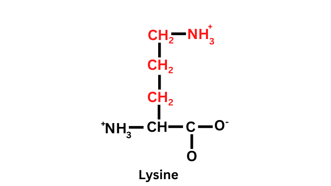 Basic amino acids: Structure and properties - Science Query