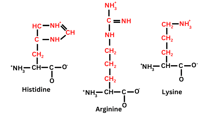 Basic Amino Acids Structure And Properties Science Query