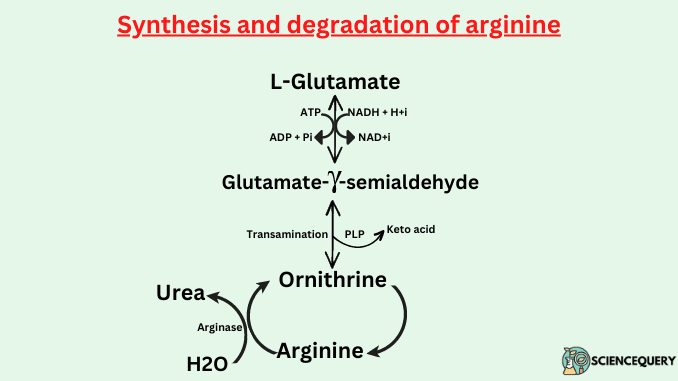 Basic amino acids: Structure and properties - Science Query