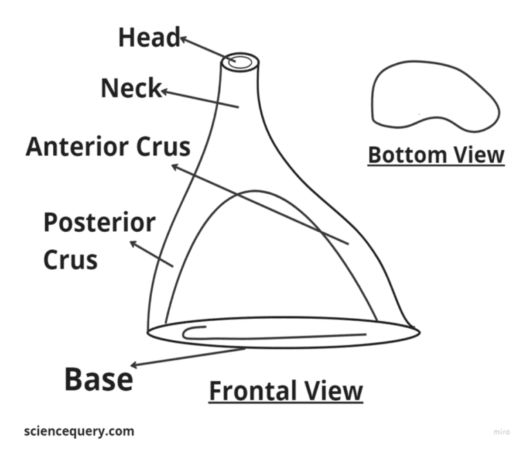 Smallest bone in a human body: Function and structure - Science Query