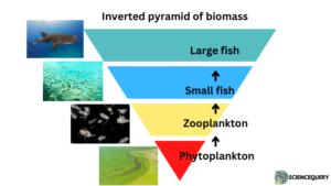 What is an Inverted pyramid of biomass? - Science Query