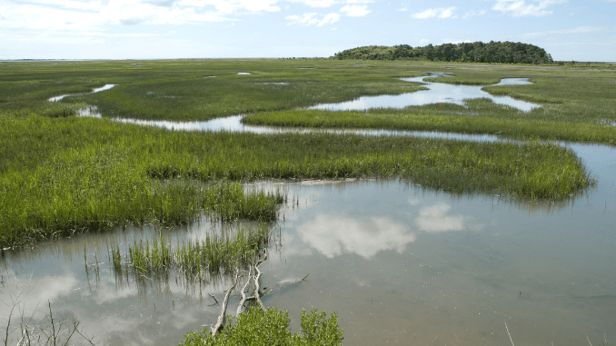 Bog vs Swamp vs Marsh - ScienceQuery