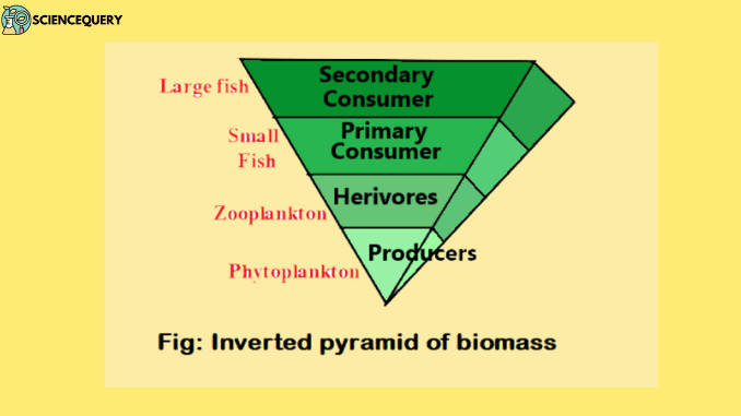 What is an Inverted pyramid of biomass? - ScienceQuery