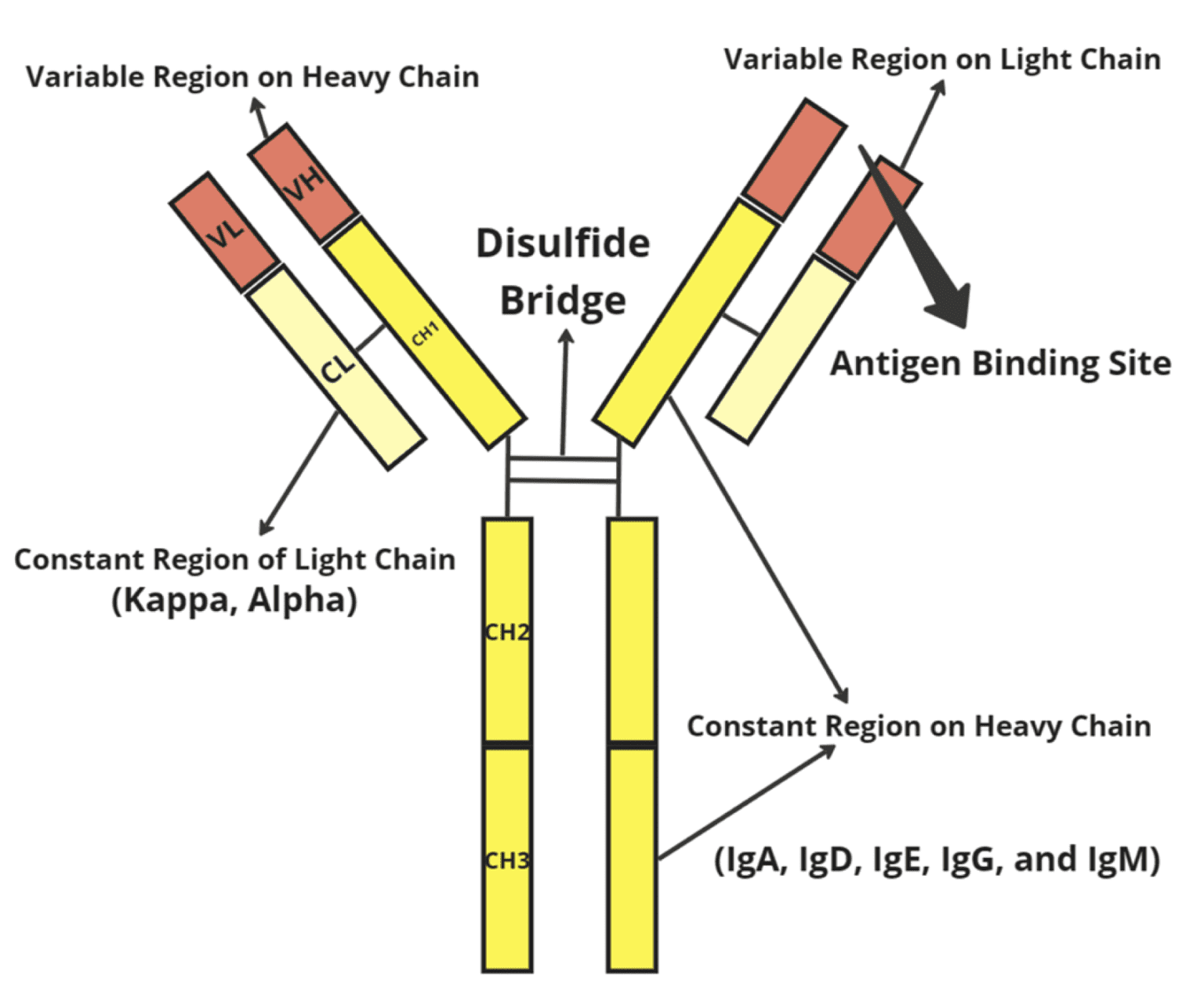 Immunoglobulins: Types and functions - Science Query