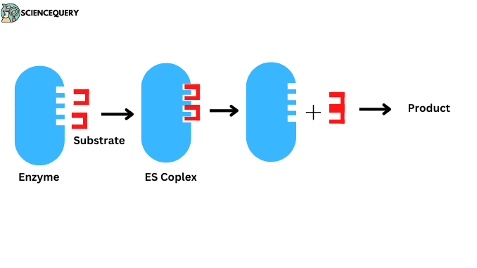 Enzyme activity: Definition, types and factors - ScienceQuery