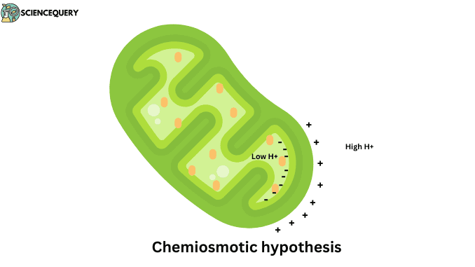 Chemiosmotic hypothesis - ScienceQuery