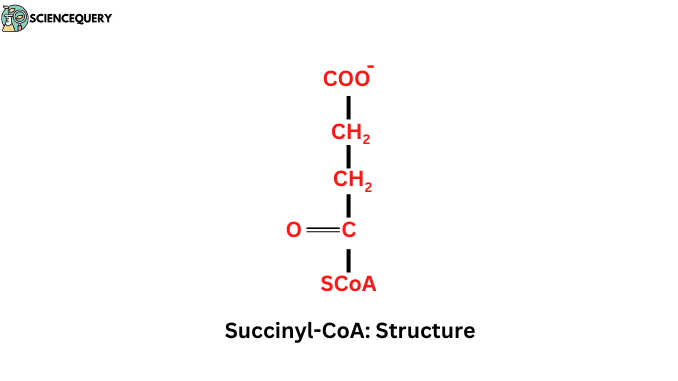 Succinyl CoA: Definition and description - Science Query