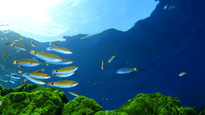 What is photic zone? - Science Query