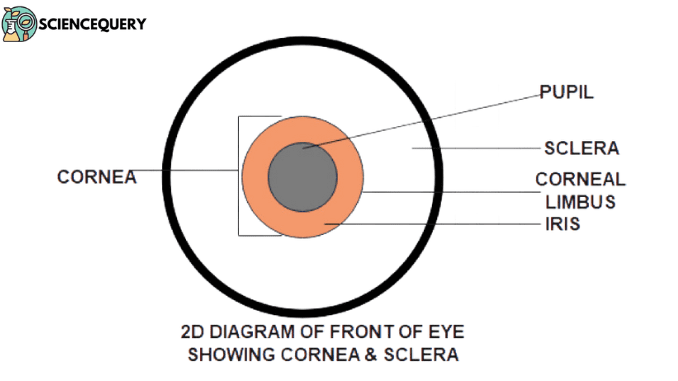 Cornea vs Sclera: Understanding the difference and functions - Science ...