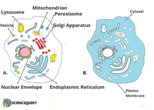 Cytosol Vs Cytoplasm - Science Query