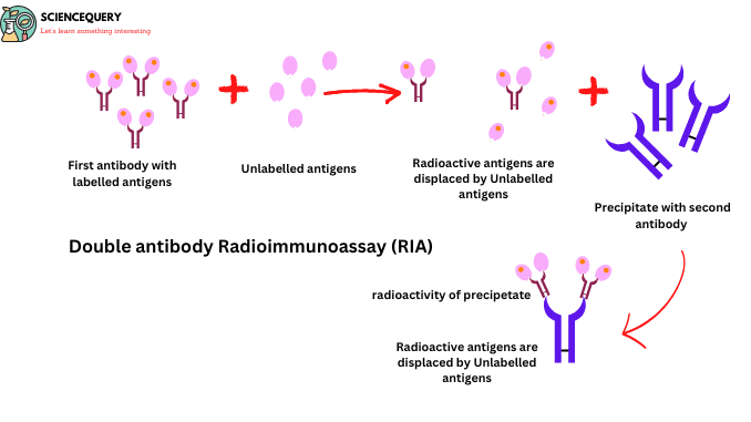 Radioimmunoassay: Define with simple diagrams - Science Query
