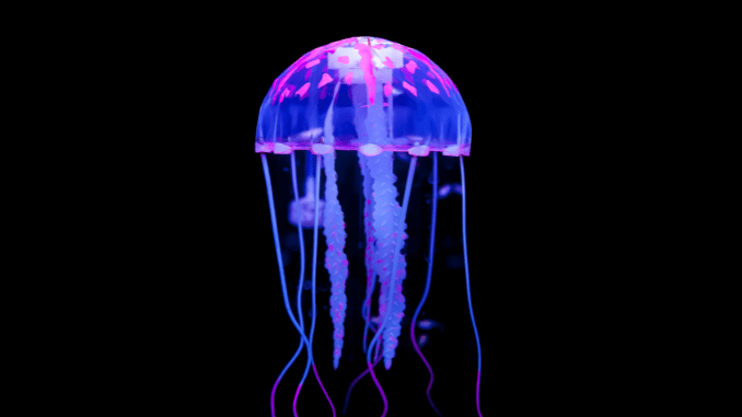 Cnidaria: Characteristics, Diversity, and Adaptations - ScienceQuery