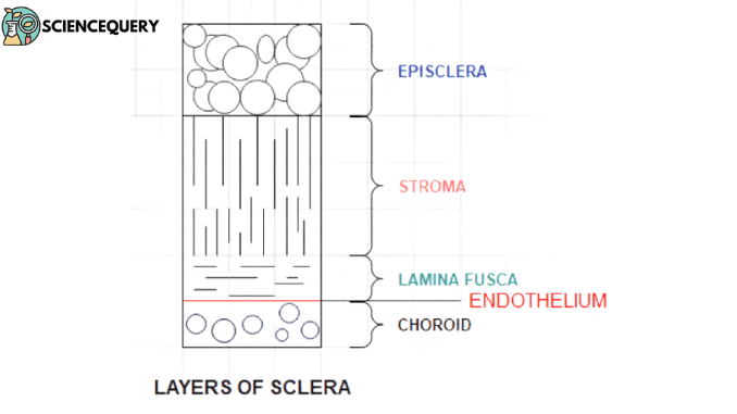 Cornea vs Sclera: Understanding the difference and functions - ScienceQuery
