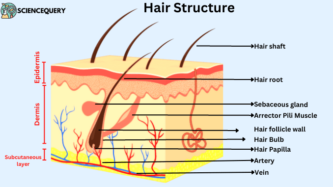 Hair structure: Anatomy of human hair - Science Query