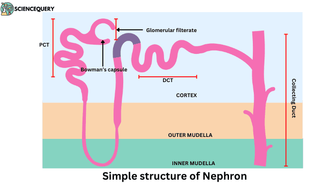 Nephron Function and Urine Formation - ScienceQuery