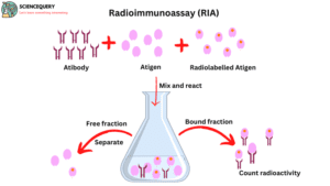 Radioimmunoassay: Define with simple diagrams - ScienceQuery