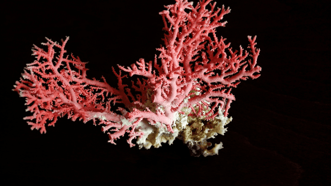 Cnidaria: Characteristics, Diversity, and Adaptations - ScienceQuery