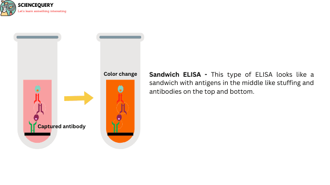 Enzyme immunoassays - ScienceQuery