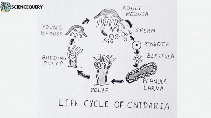 Cnidaria: Characteristics, Diversity, and Adaptations - ScienceQuery