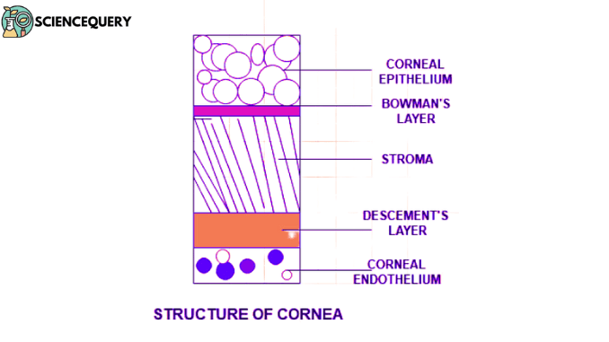 Cornea vs Sclera: Understanding the difference and functions - Science ...