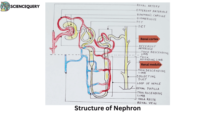 Introduction of Kidney Microanatomy: Nephrons - Science Query