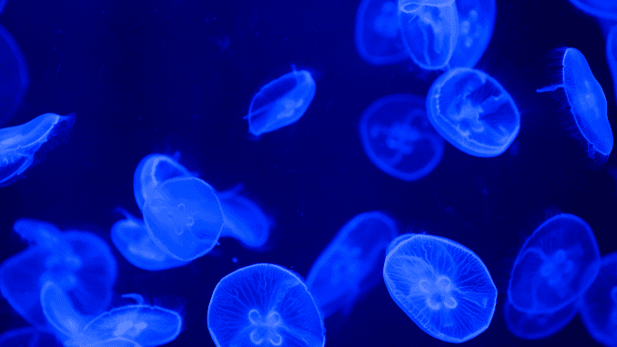 Cnidaria: Characteristics, Diversity, and Adaptations - ScienceQuery