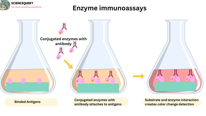 Enzyme immunoassays - Science Query