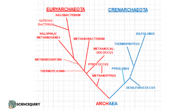 Classification of life: The three major domains - ScienceQuery